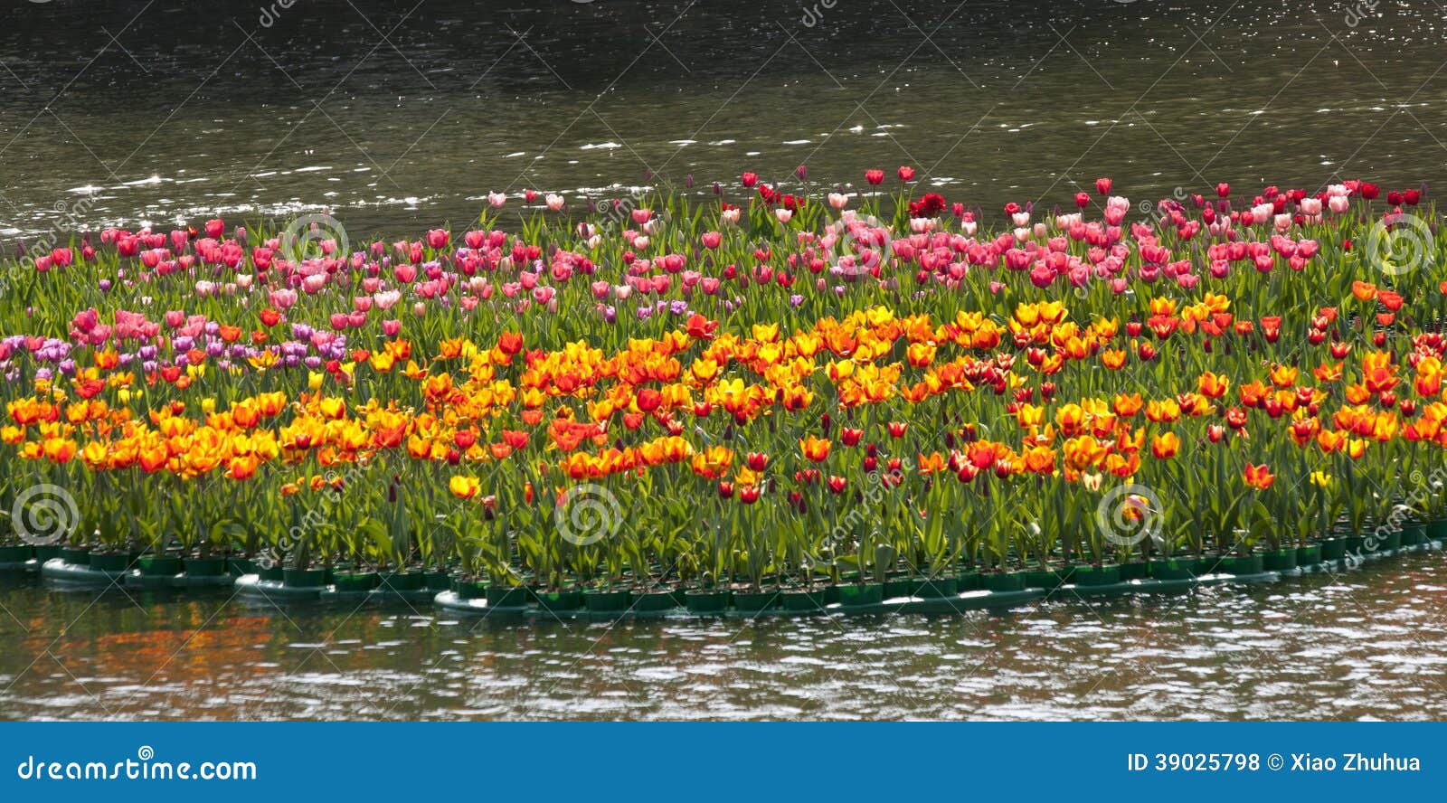 Carnation stock photo. Image of wildflower, tulip, flowerbed - 39025798