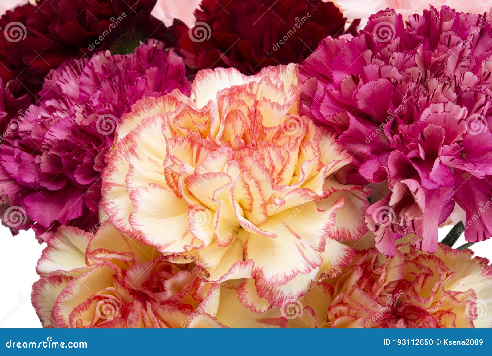 Carnation Close Up Isolated Stock Photo - Image of closeup, valentine ...