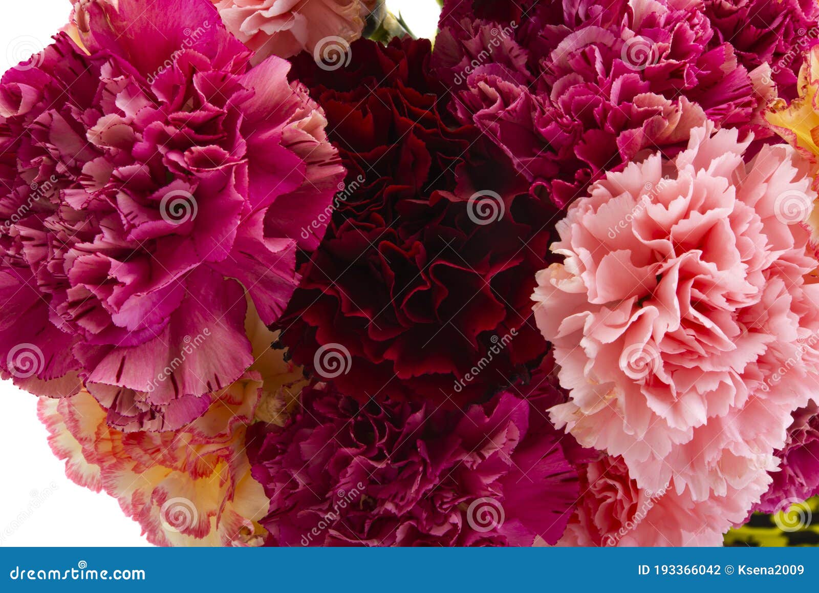Carnation Close Up Isolated Stock Photo - Image of natural, macro ...