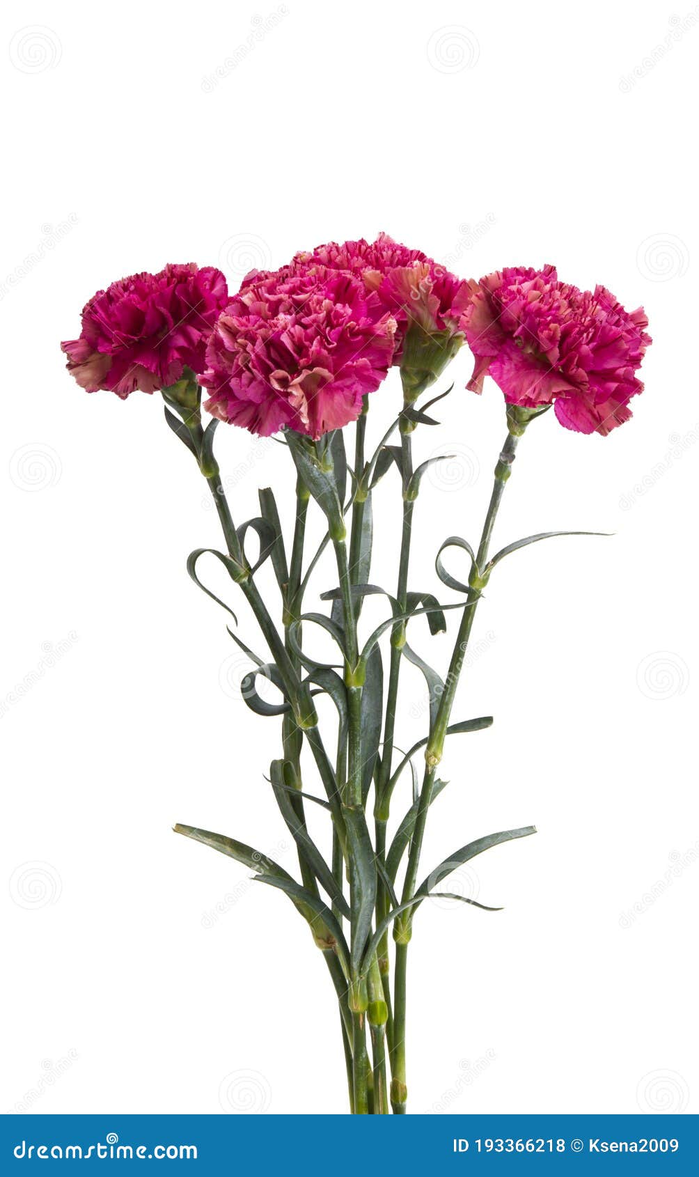 Carnation Close Up Isolated Stock Photo - Image of floral, closeup ...