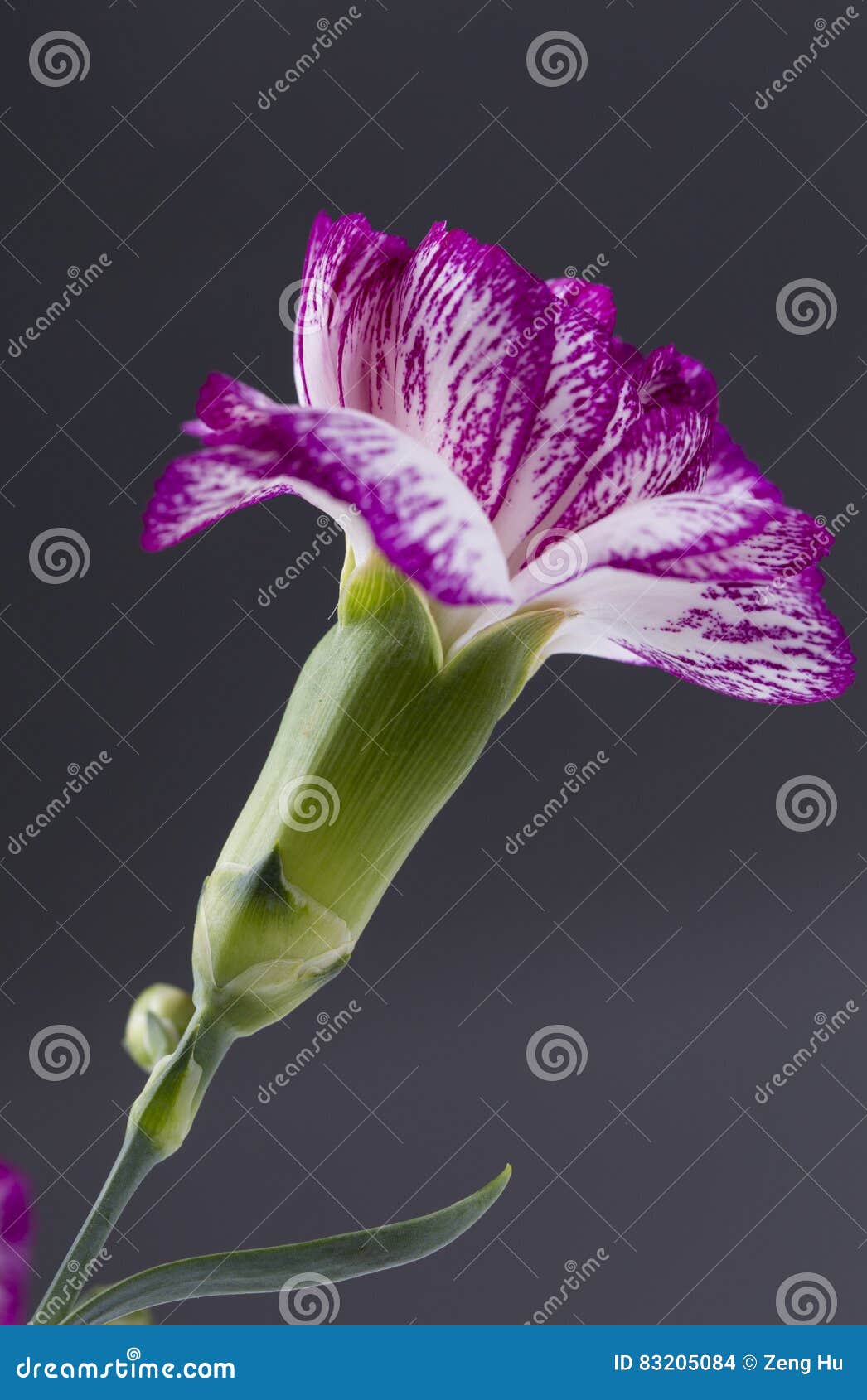 Carnation Closeup stock photo. Image of love, flower - 83205084