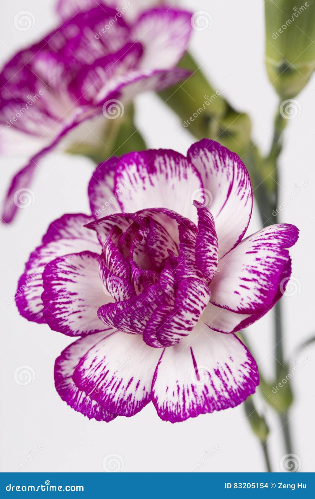 Carnation Closeup stock photo. Image of lush, color, green - 83205154