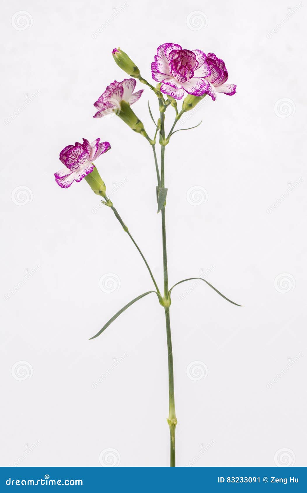 Carnation Closeup stock image. Image of macro, green - 83233091
