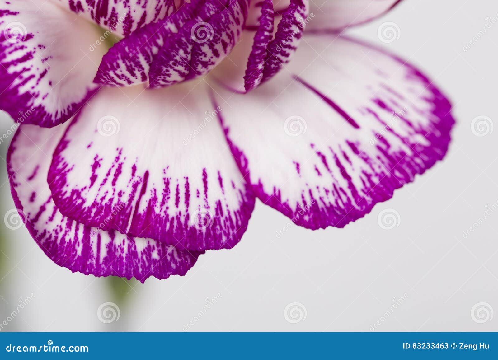Carnation Closeup stock image. Image of botanical, color - 83233463