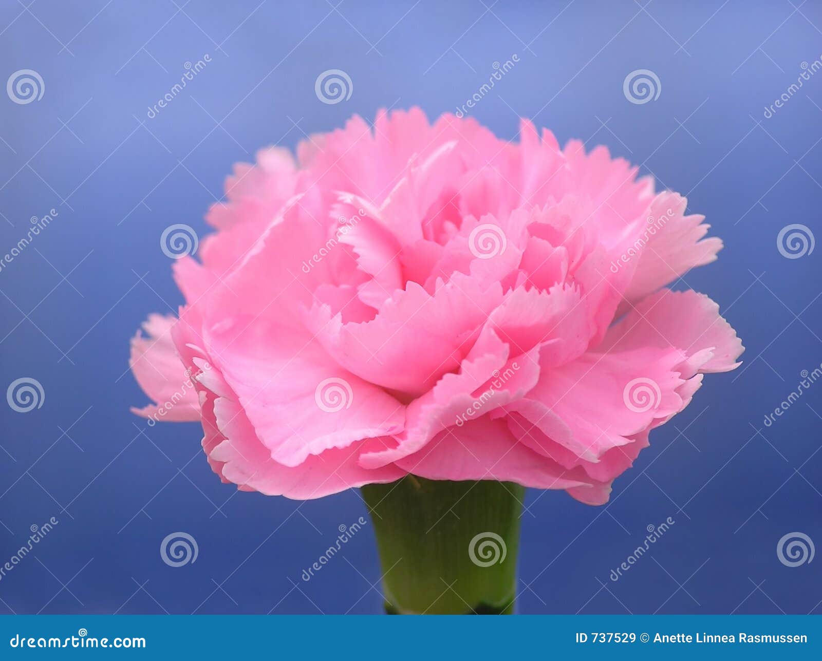 Carnation cor-de-rosa imagem de stock. Imagem de macro - 737529