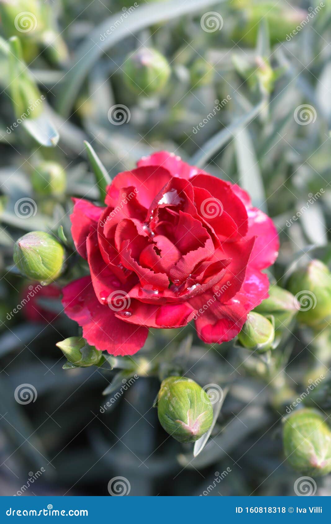 Carnation photo stock. Image du jardin, centrale, fleur - 160818318