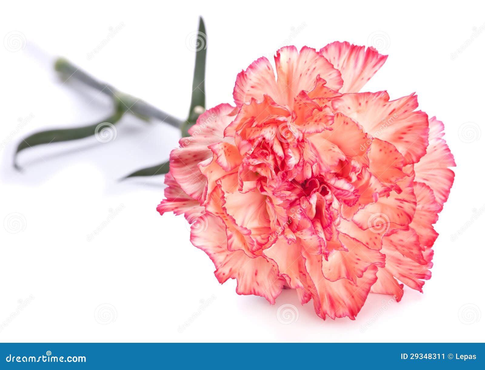 Carnation flower stock image. Image of carnation, macro - 29348311