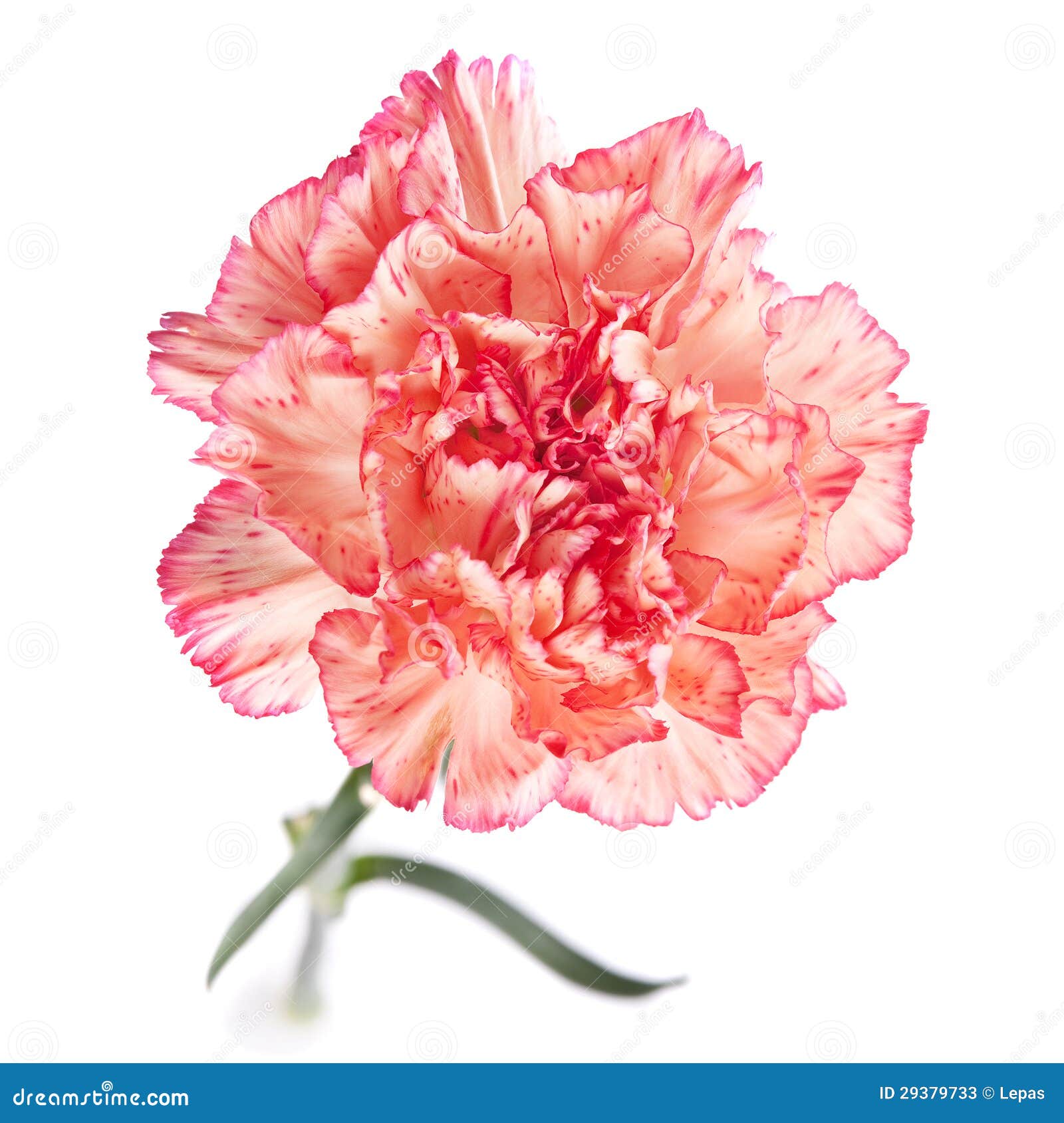 Carnation flower stock image. Image of petal, single - 29379733