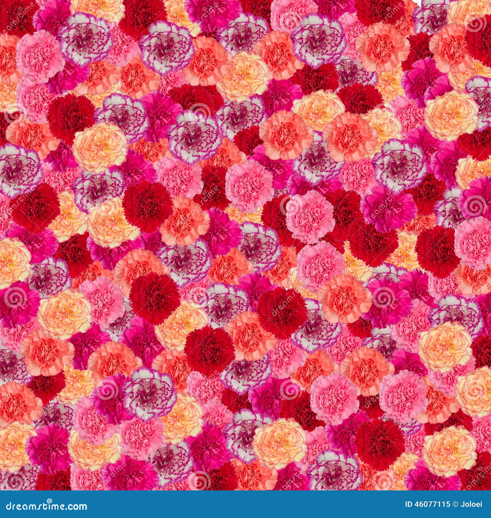 Carnation Flower Background Stock Image - Image of bloom, fresh: 46077115