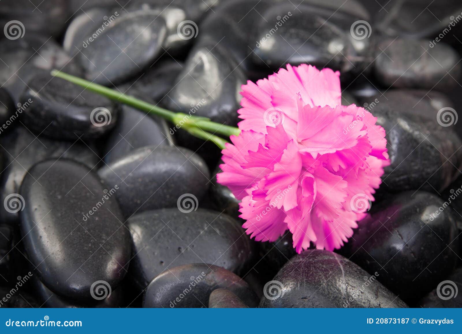 Carnation Flower on the Black Stones. Stock Image - Image of pink ...