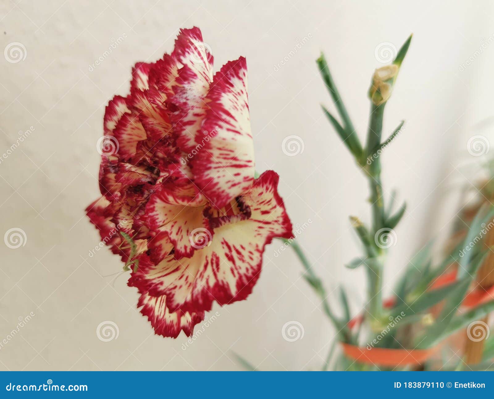 Two tone Carnation flower stock photo. Image of plant - 183879110