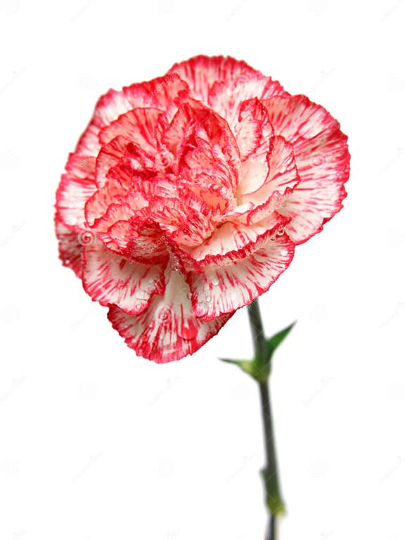 Carnation flower bud stock photo. Image of studio, green - 14293768