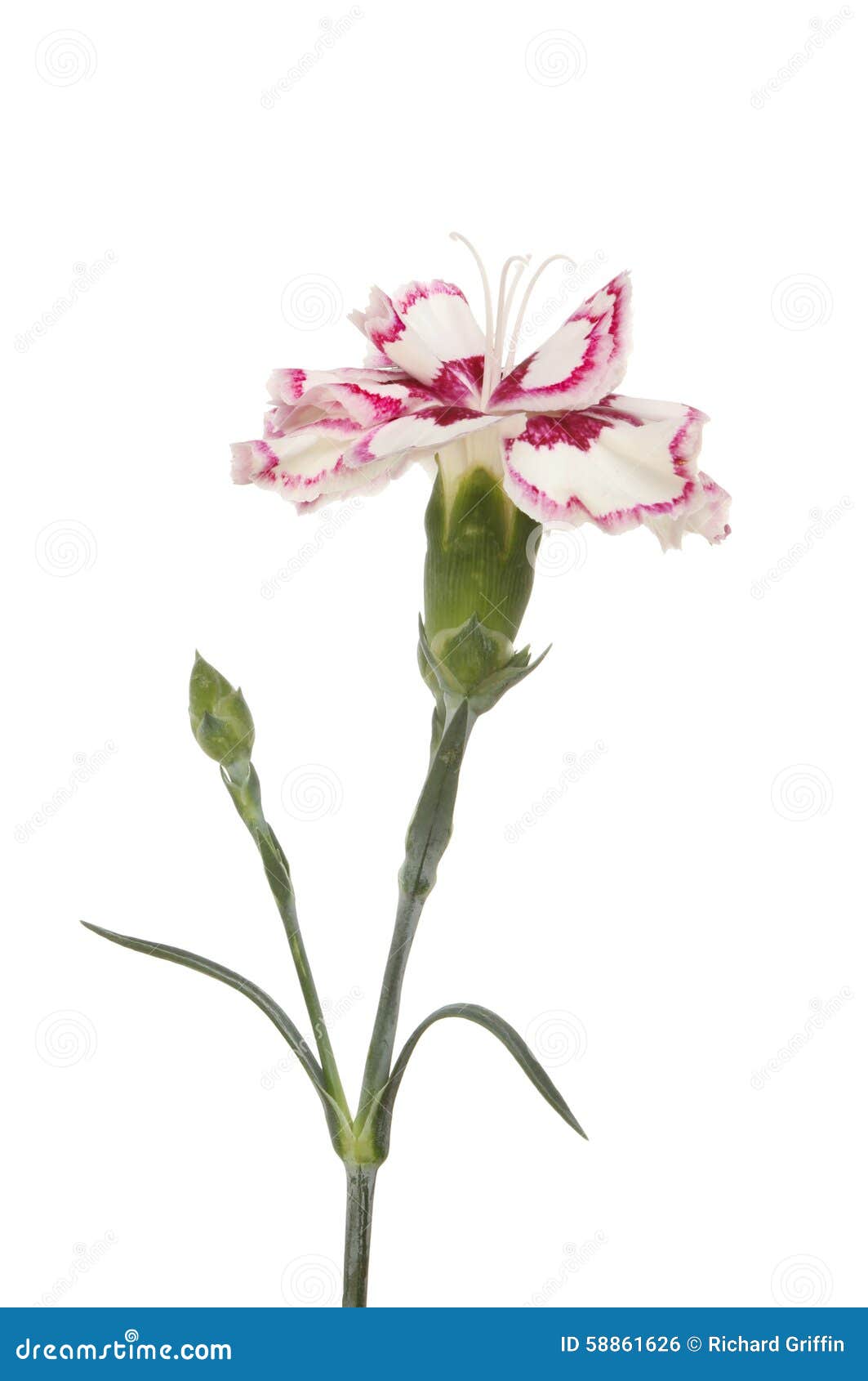 Carnation stock photo. Image of anther, bloom, flower - 58861626