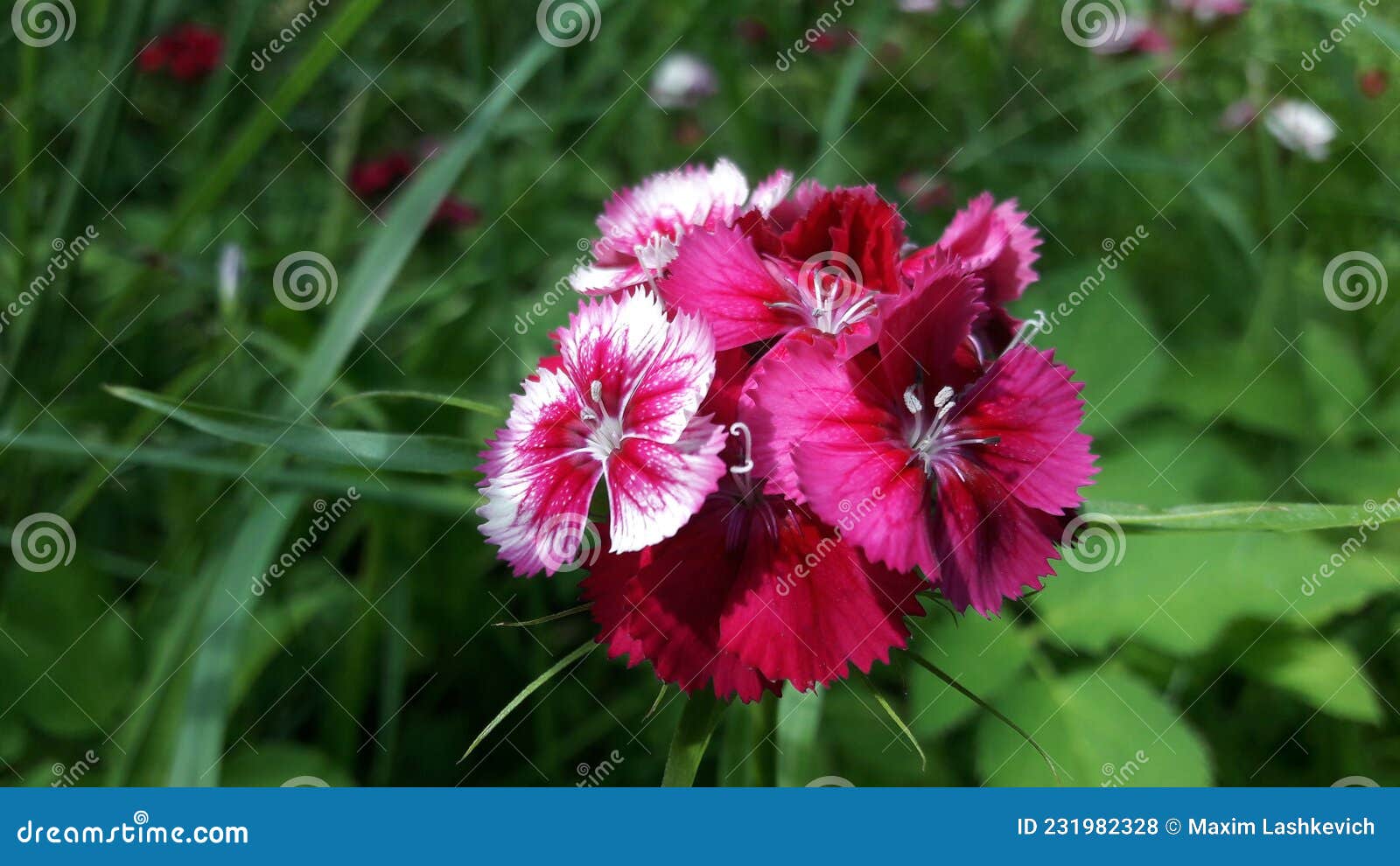Carnation Flower in a Field Stock Photo - Image of pink, petal: 231982328