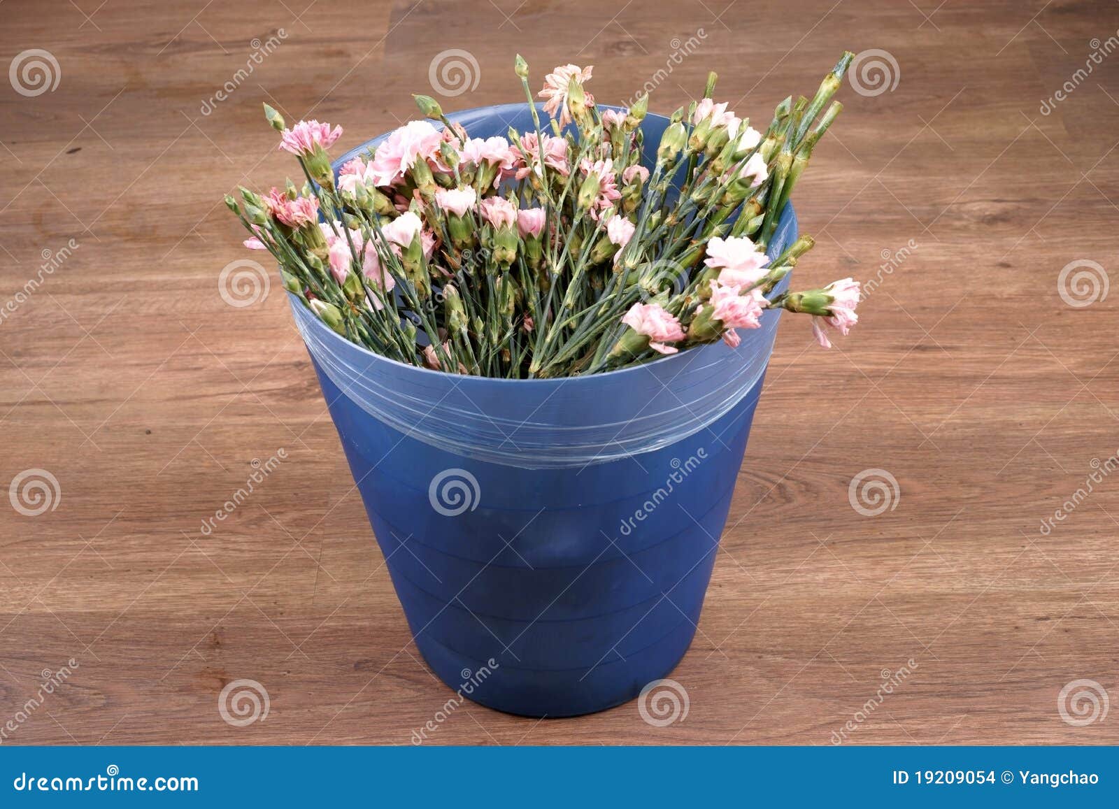 Carnation Flower in Garbage Can Stock Photo - Image of trash, time ...