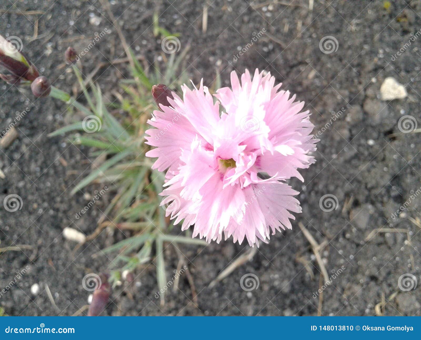 Carnation flower stock photo. Image of flower, carnation - 148013810