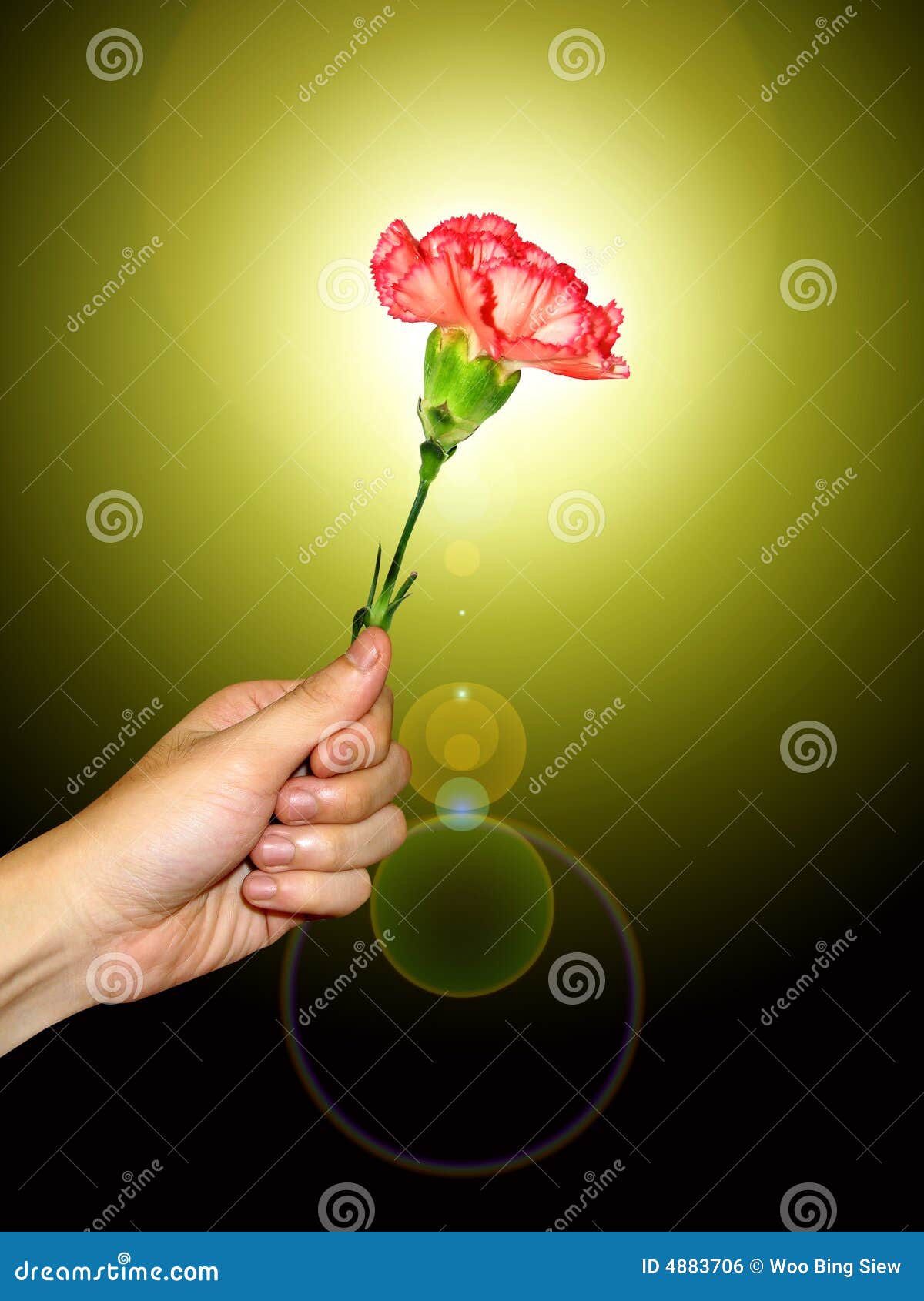 Carnation Flower for Mother Stock Photo - Image of light, poster: 4883706