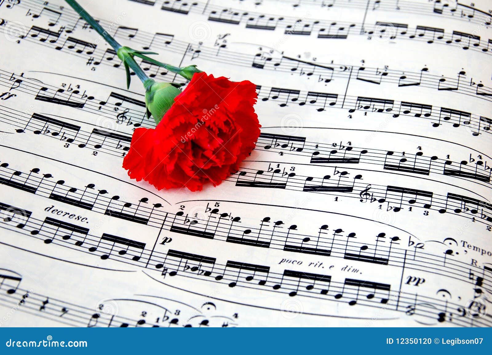 Carnation Flower with Sheet Music 2 Stock Photo - Image of plant ...