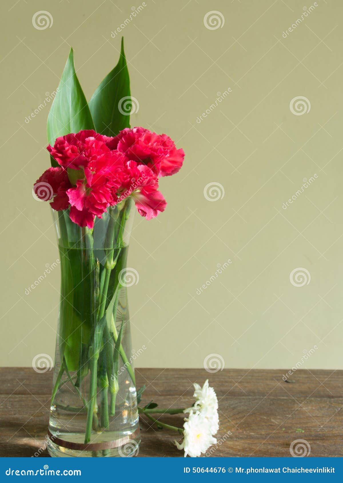 Carnation flower stock photo. Image of beautiful, mothers - 50644676