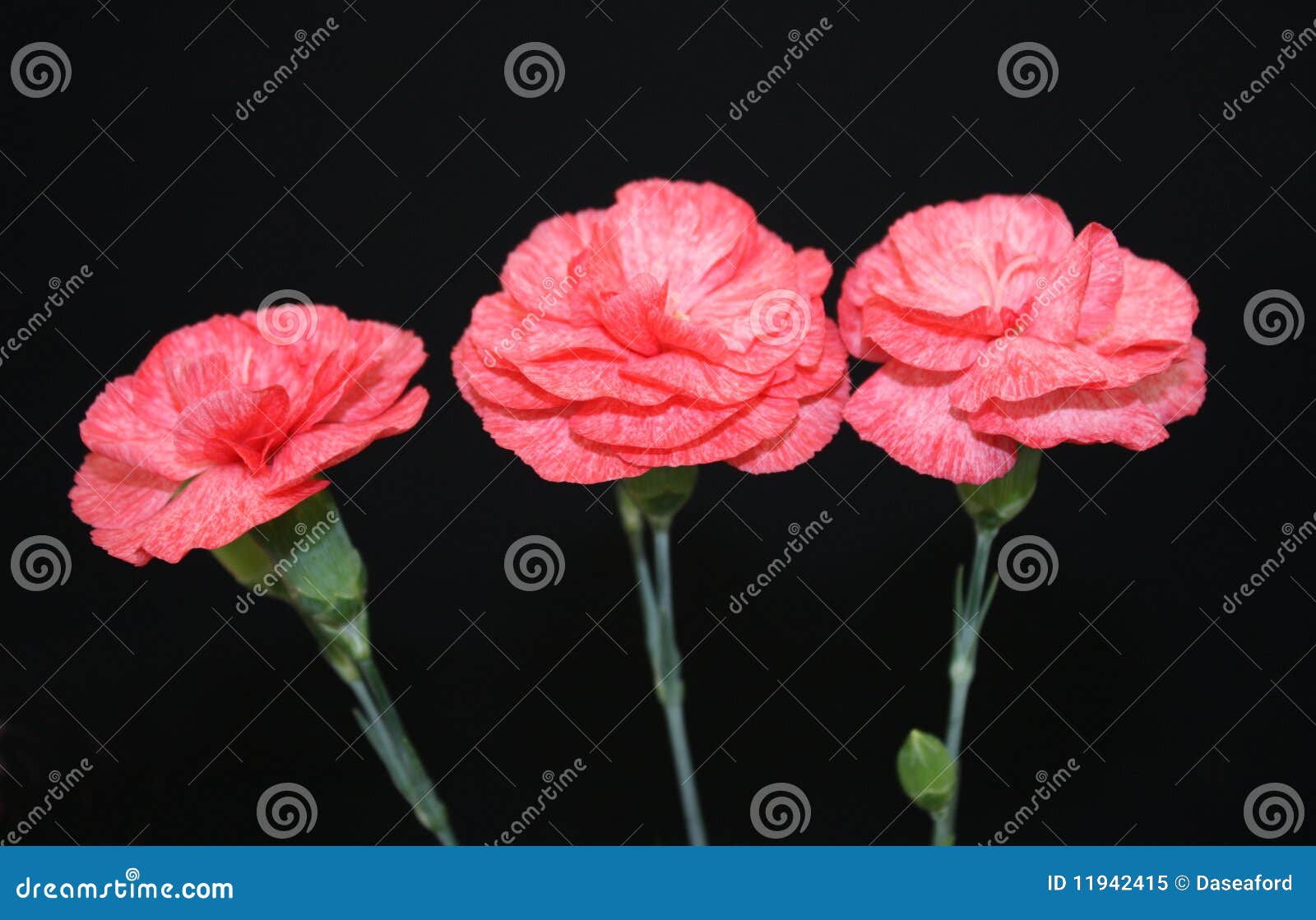 Carnation Flowers. stock image. Image of flora, flower - 11942415