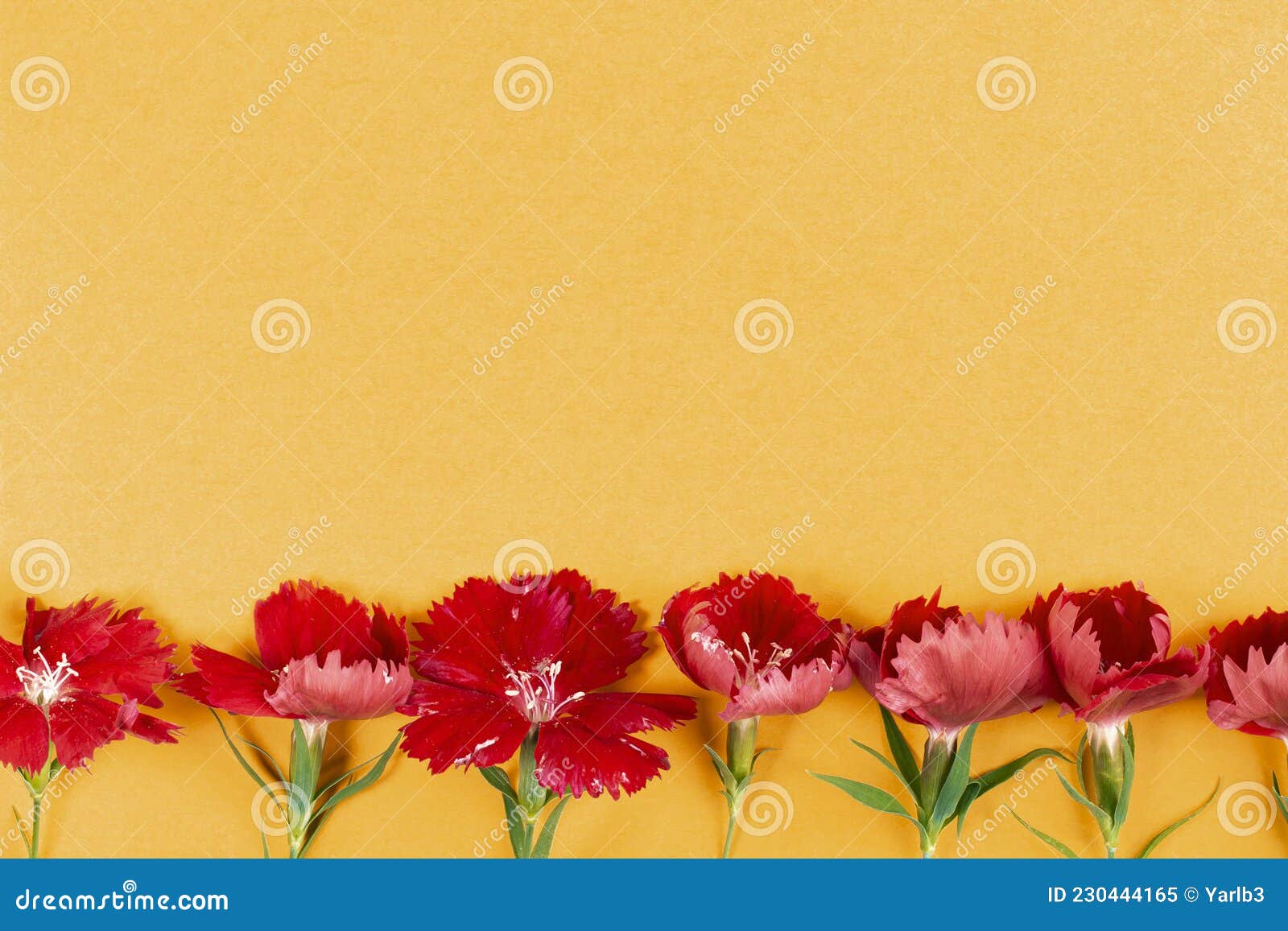 Carnation Flowers Border on Yellow Close-up, Copy Space, Flat Lay Stock ...