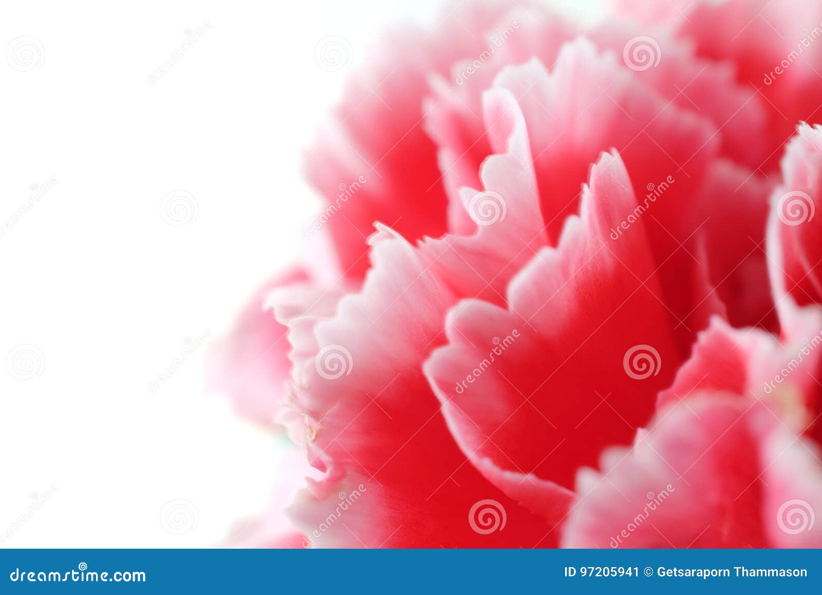 Carnation Flowers Close Up on Background. Stock Image - Image of peony ...