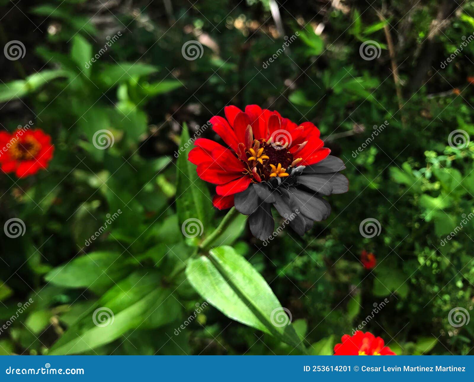 Tree of Flowers with Different Colors in the Same Flower. Stock Image ...