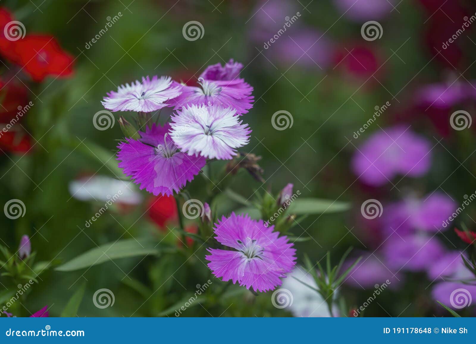 Carnation Flowers in a Field Stock Photo - Image of garden, field ...