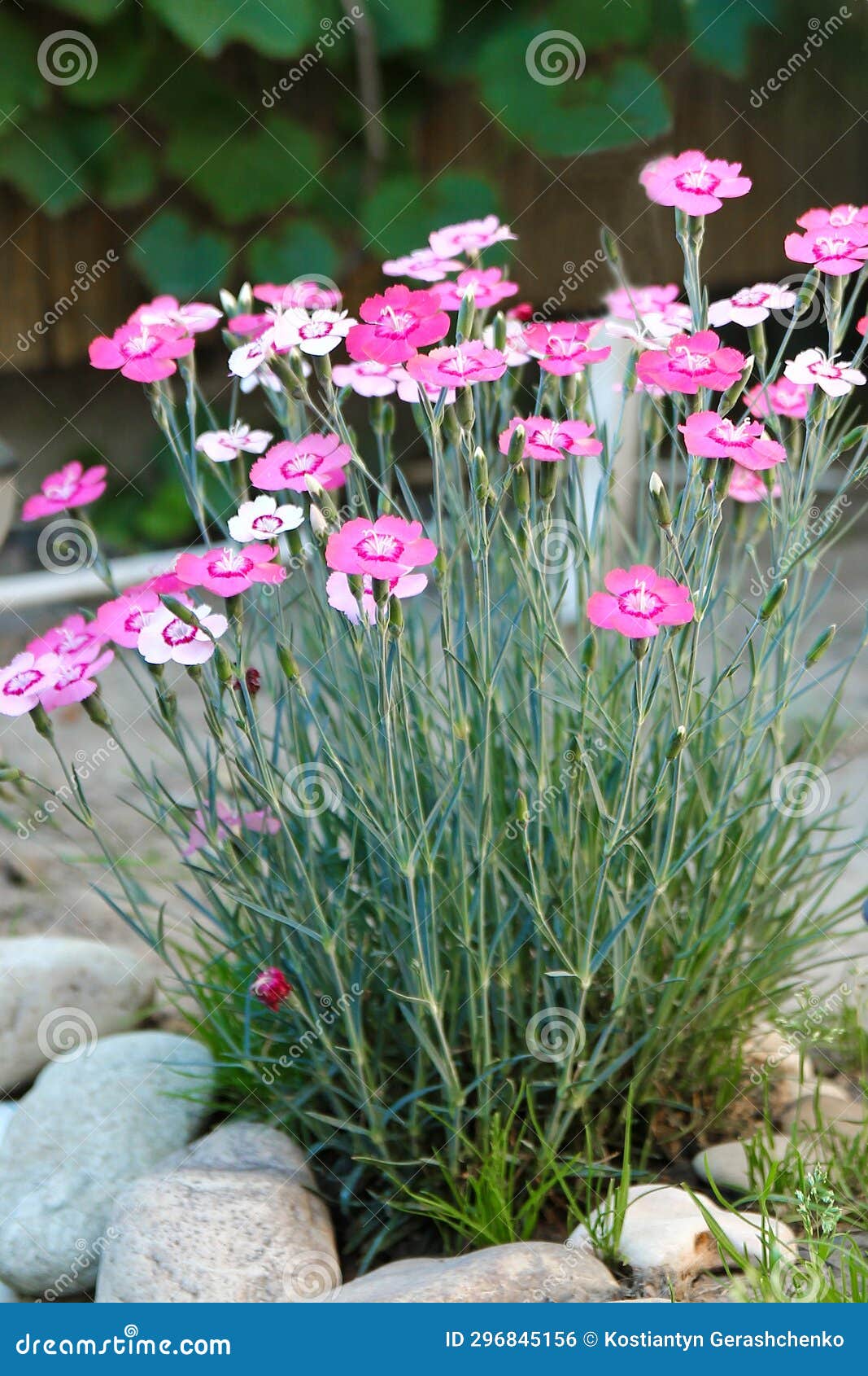 Carnation Flowers on a Flowerbed Spring Stock Photo - Image of mother ...