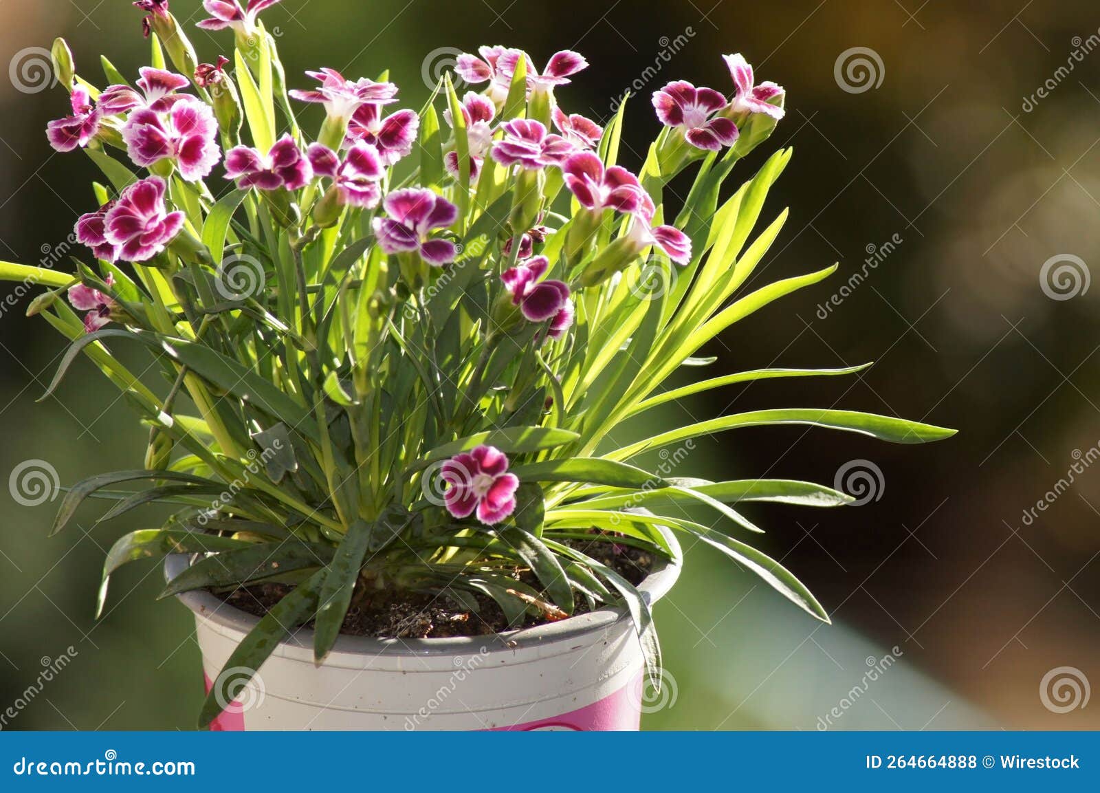 Carnation flowers in a pot stock photo. Image of botany - 264664888