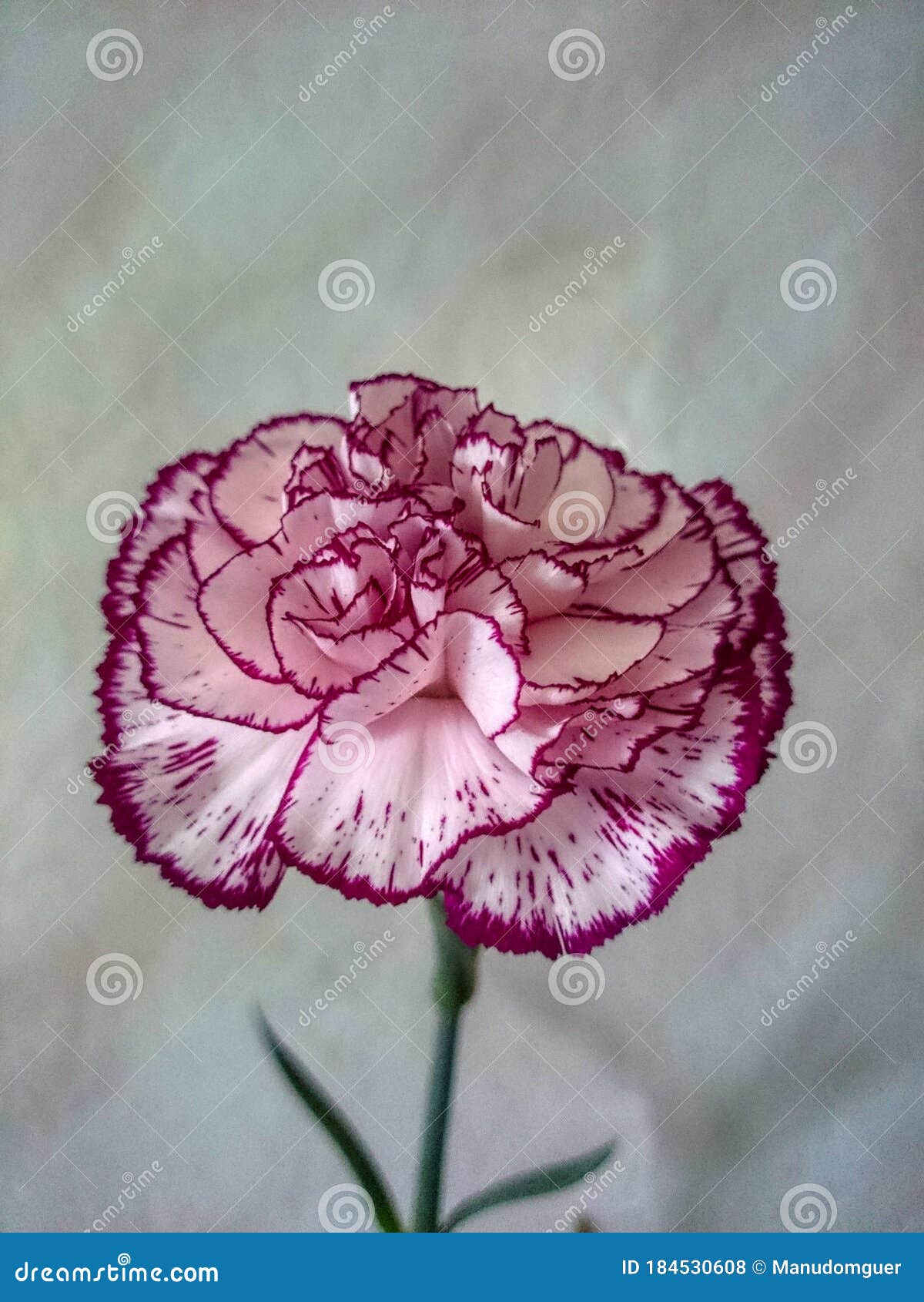 Carnation. Purple Carnation on the Edge Stock Photo - Image of wedding ...