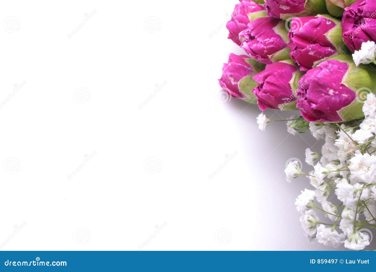 Carnation Frame Collection Royalty-Free Stock Photography ...