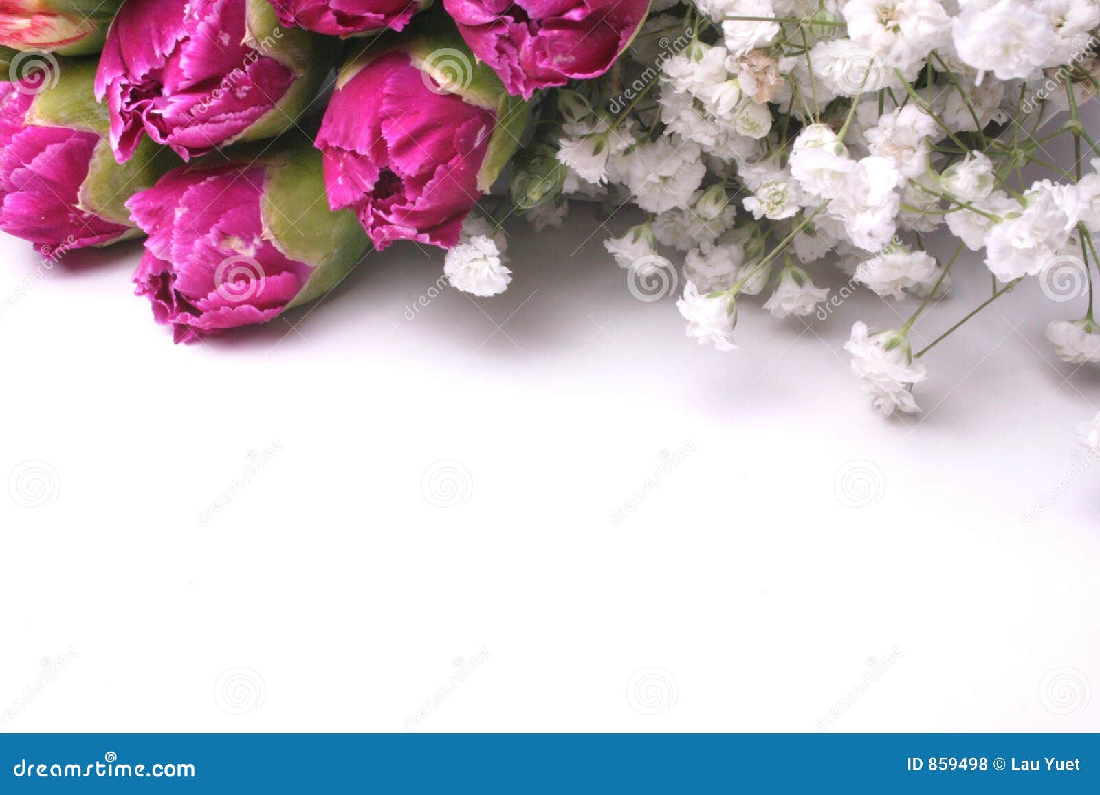 Carnation Frame Collection Royalty-Free Stock Photography ...