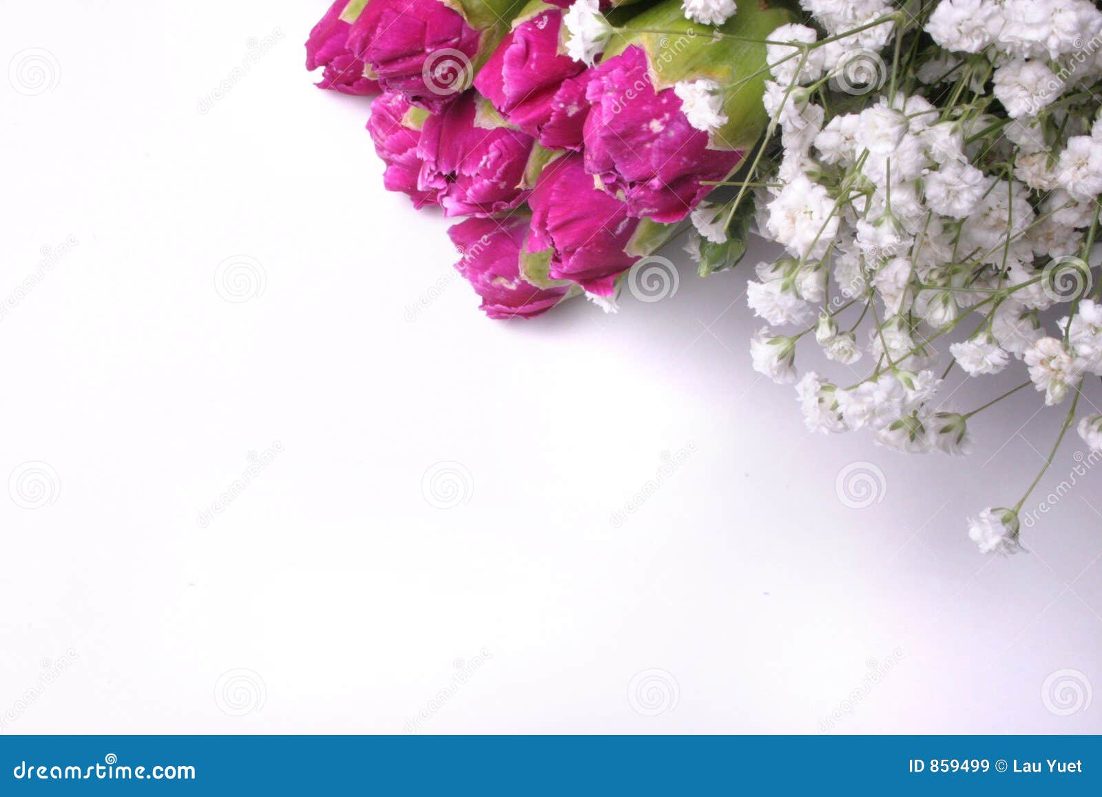 Carnation Frame Collection stock image. Image of flower - 859499