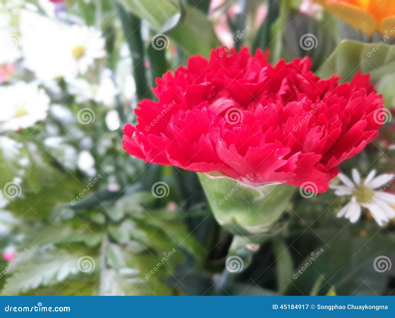 Carnation. stock image. Image of fresh, flower, carnation - 45184917