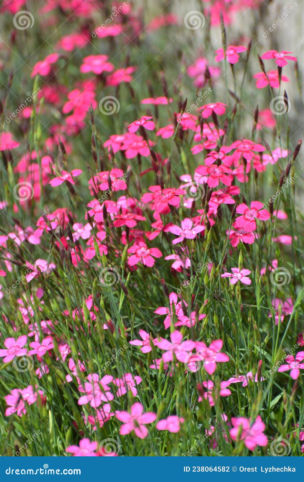 Carnation Garden Blooms in the Open Ground Stock Photo - Image of ...