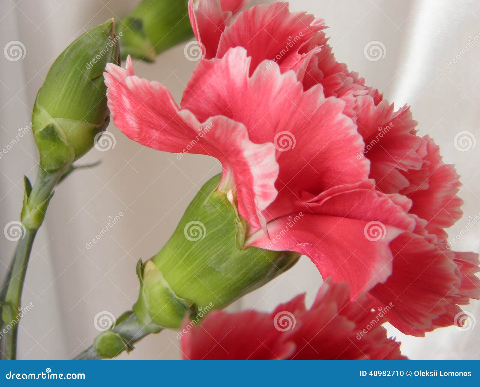 Carnation stock photo. Image of looks, tenderness, foliage - 40982710