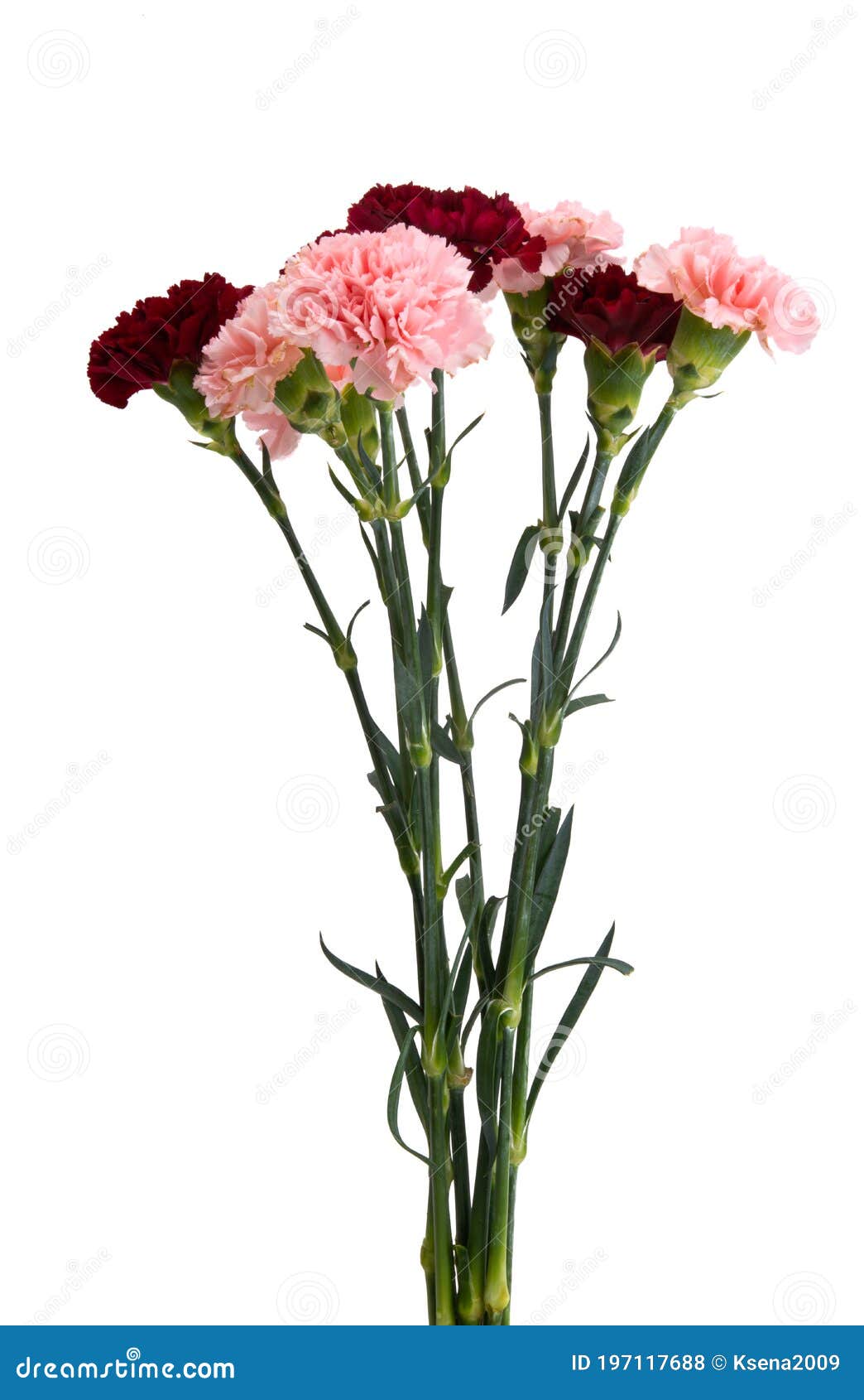 Carnation plant isolated stock photo. Image of background - 197117688