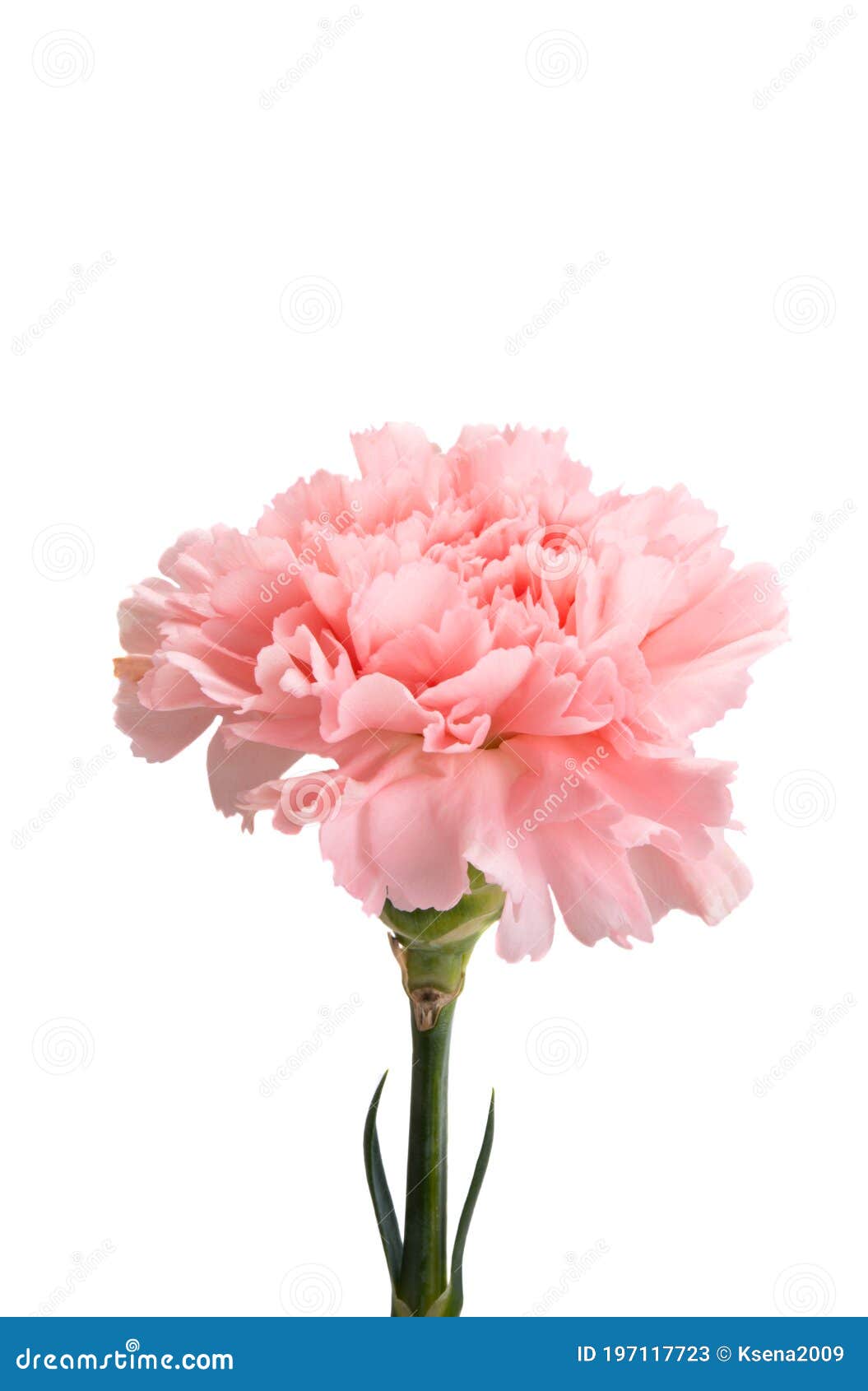 Carnation plant isolated stock image. Image of floral - 197117723