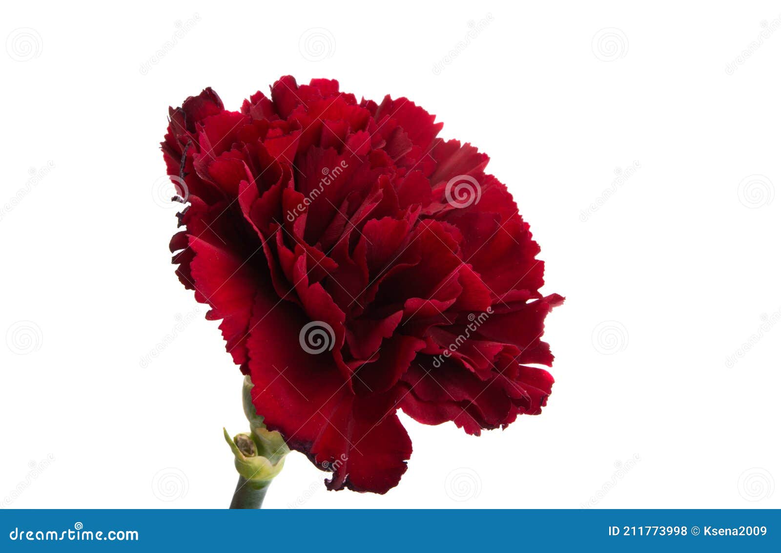 Carnation Isolated on White Background Isolated Stock Photo - Image of ...