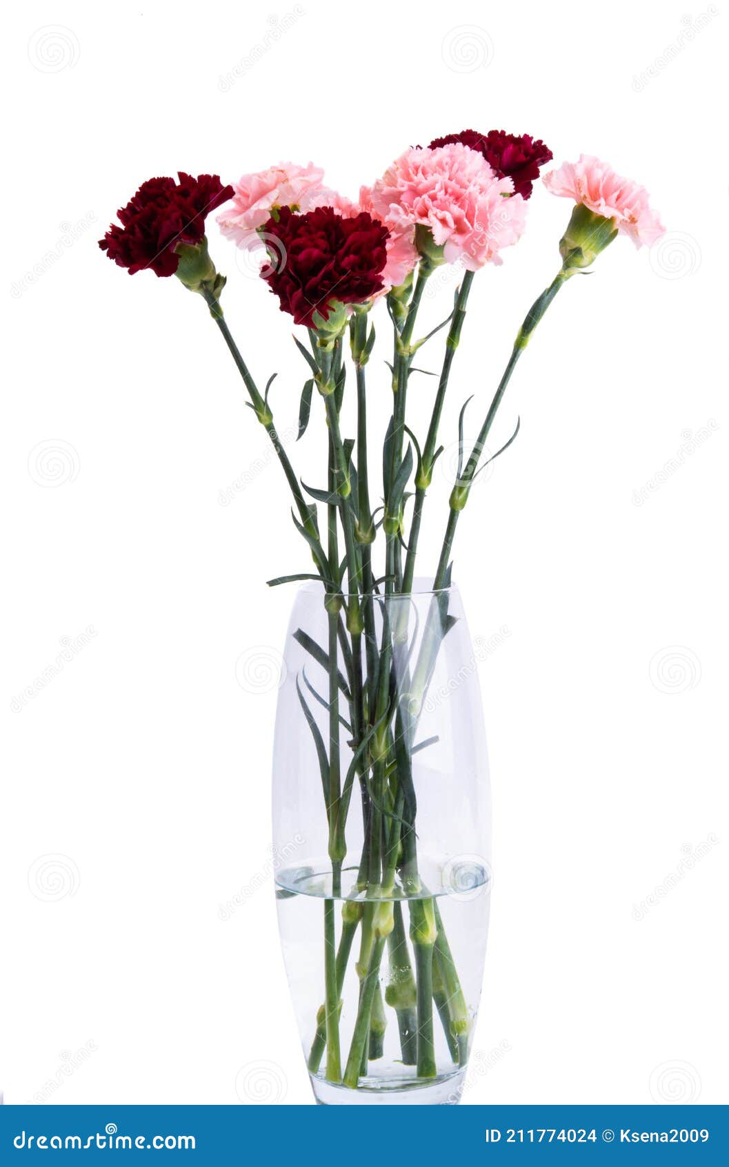Carnation Isolated on White Background Isolated Stock Photo - Image of ...