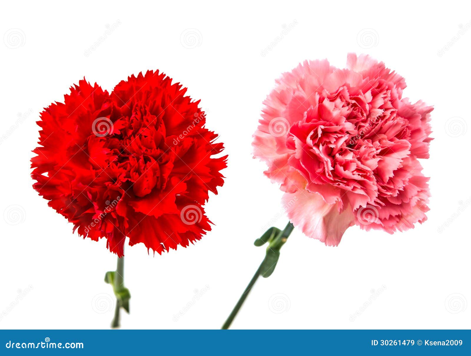 Beautiful carnation stock image. Image of bright, carnation - 30261479