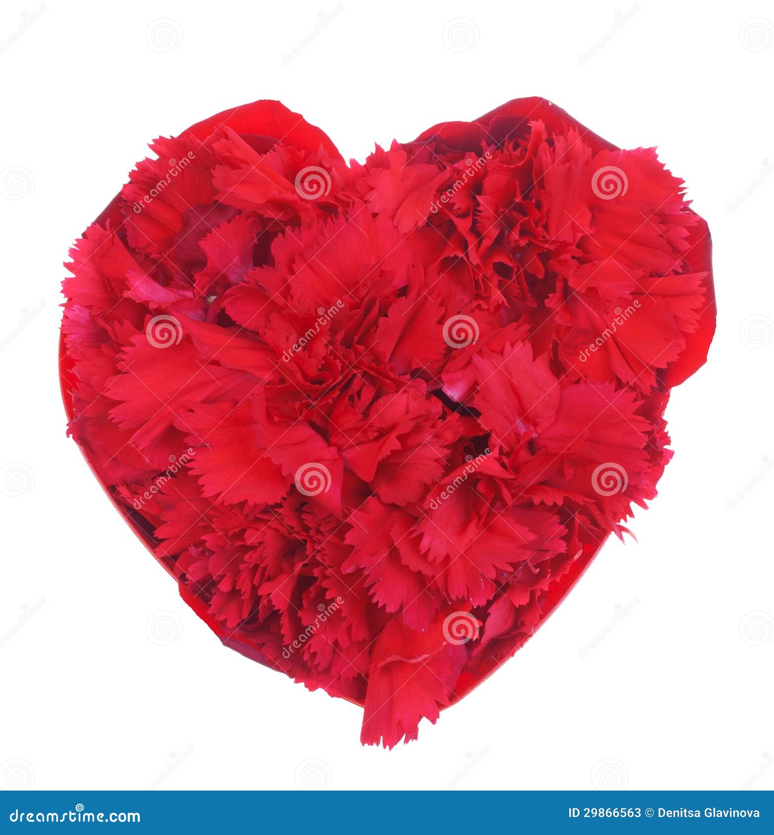 Carnation in Love Shape stock image. Image of anniversary - 29866563