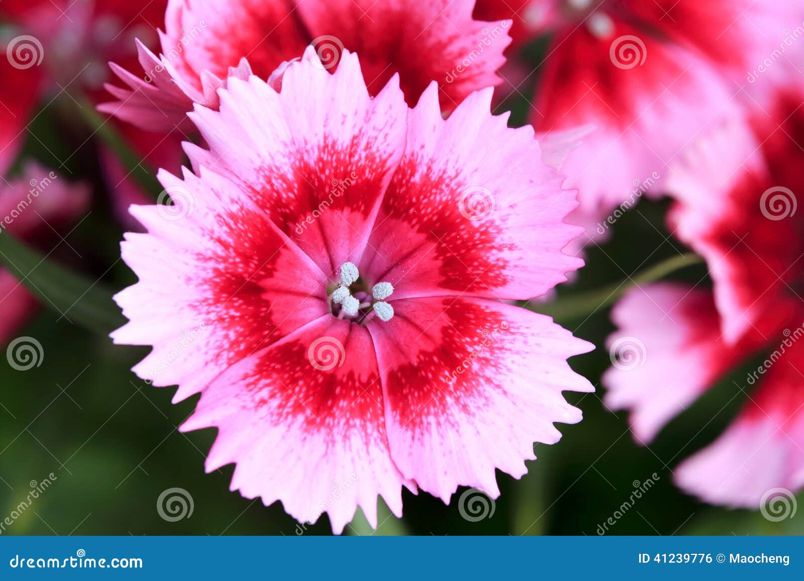 Carnation macro stock photo. Image of bloom, pink, carnation - 41239776