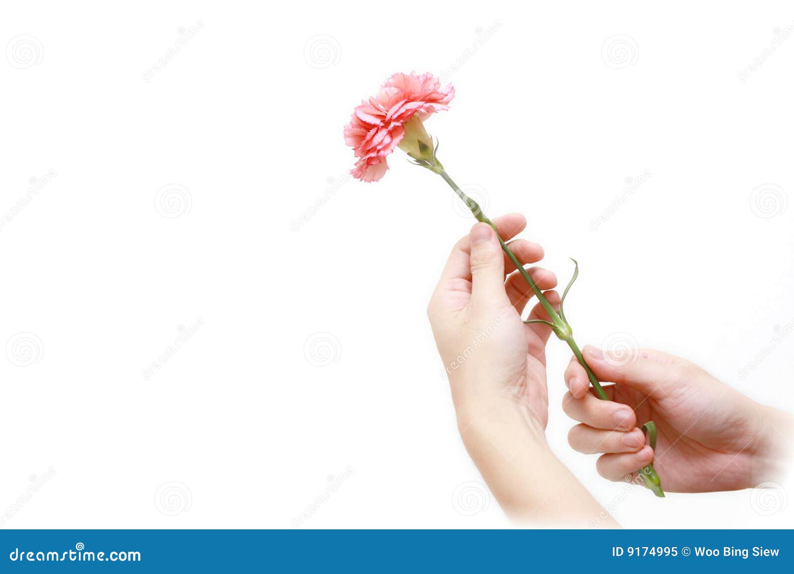 Carnation for mother s day stock image. Image of holiday - 9174995