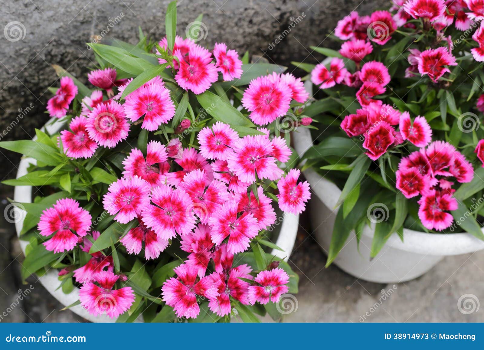 Carnation stock image. Image of cluster, bloom, decoration - 38914973