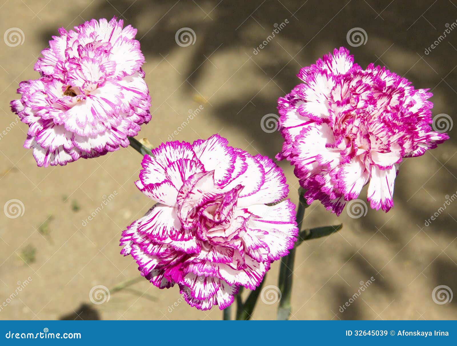 Carnation Pink and White Colours Stock Image - Image of nature ...