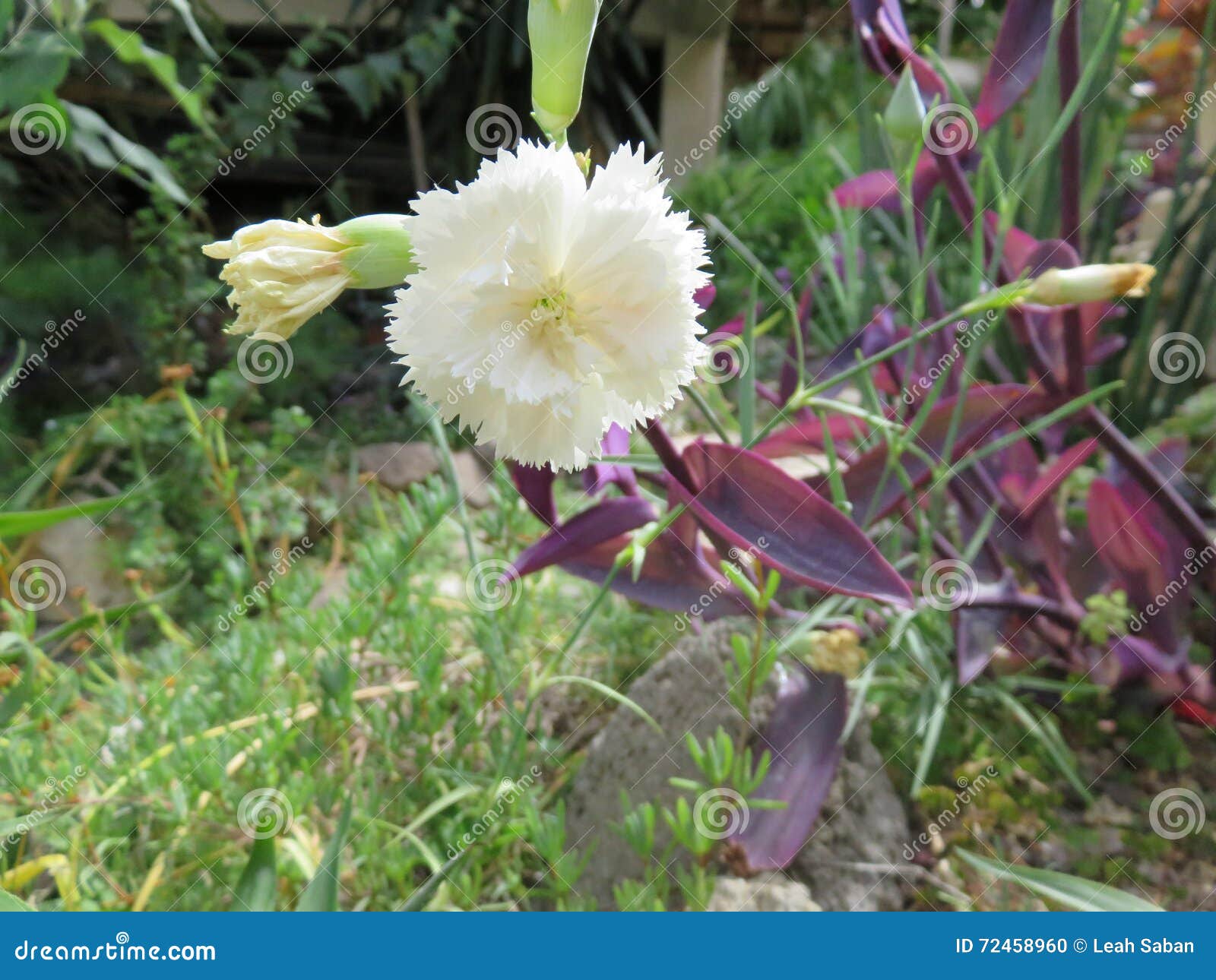 Carnation - Queen Of The Garden Stock Photography | CartoonDealer.com ...