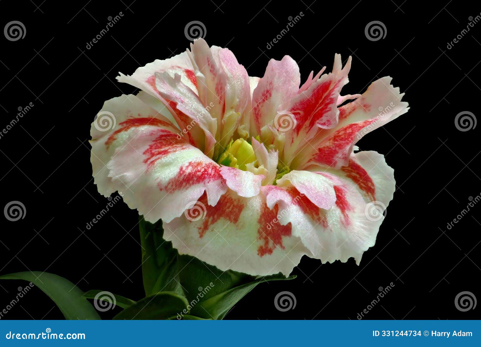 Carnation Red White Cut Out in Front of Black Background Stock Photo ...