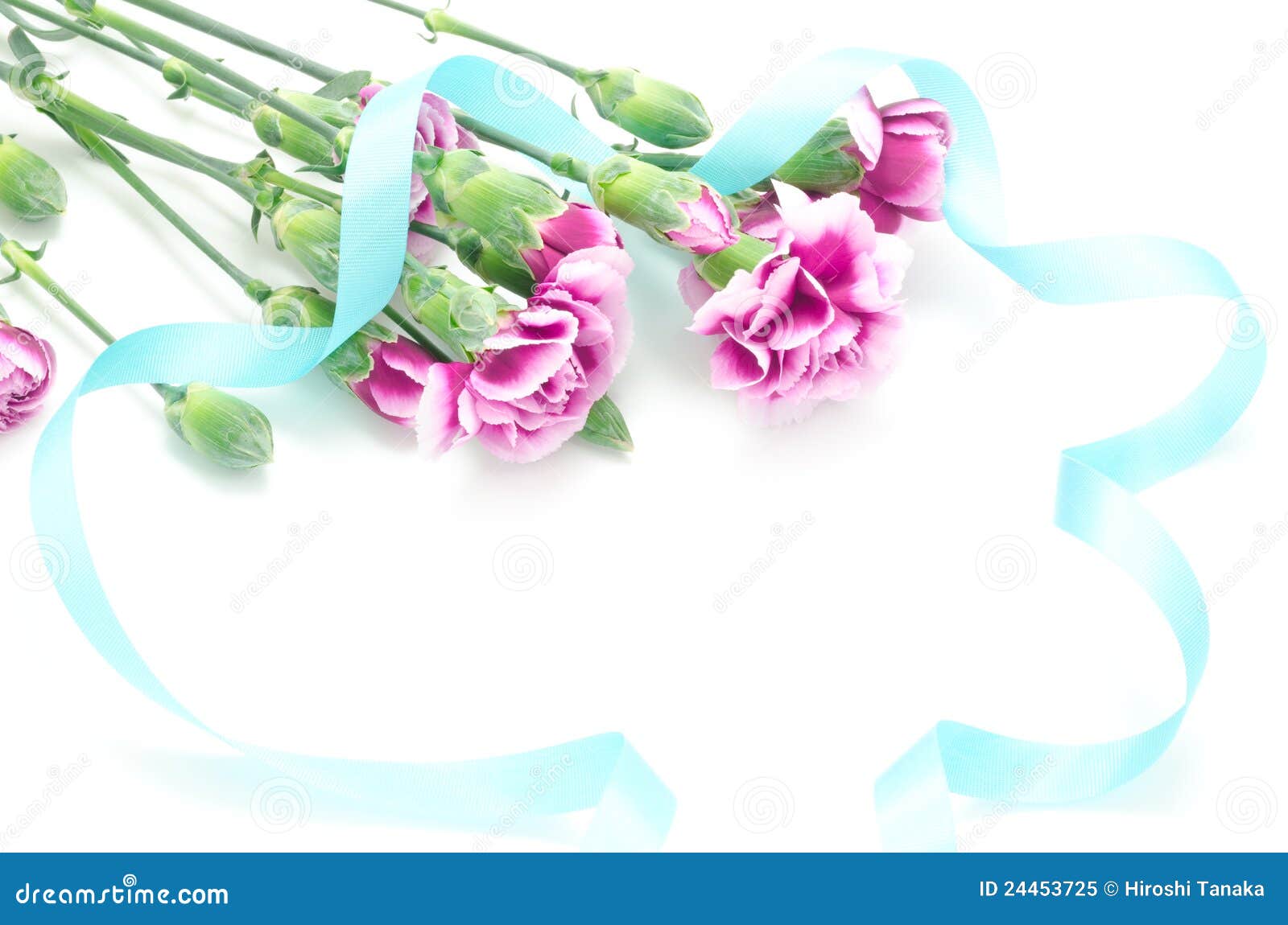 137 Gradient Carnation Stock Photos - Free & Royalty-Free Stock Photos ...
